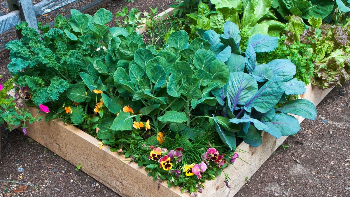 Co s čím pěstovat v záhonech – praktický průvodce | ČistéDřevo.cz